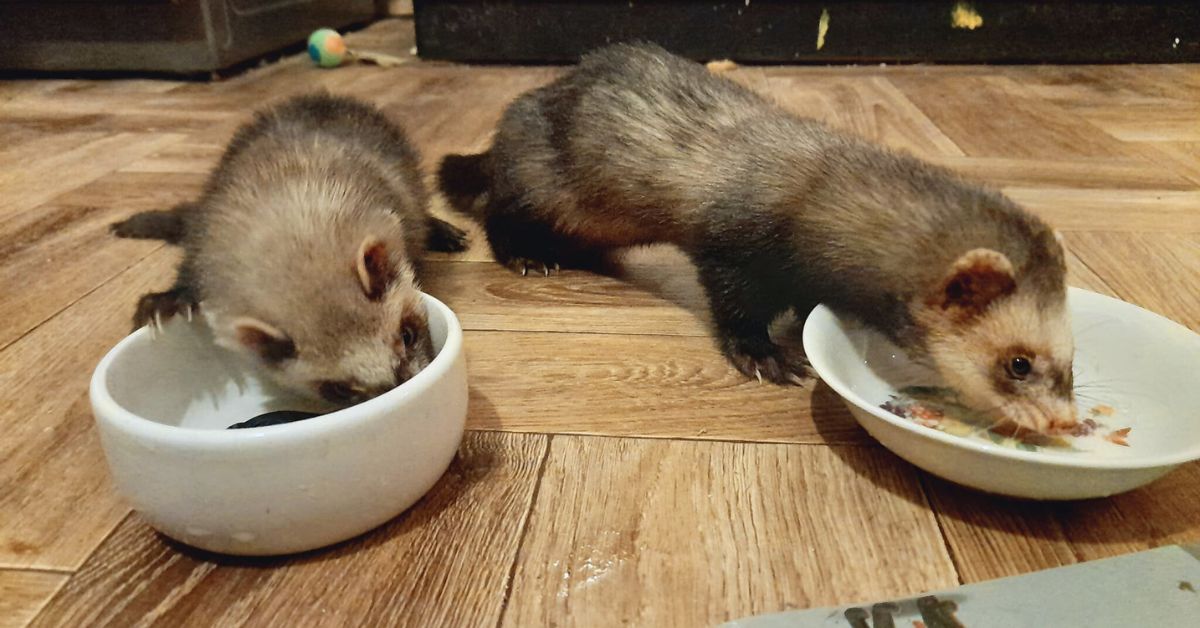 Żywienie | Stowarzyszenie Przyjaciół Fretek